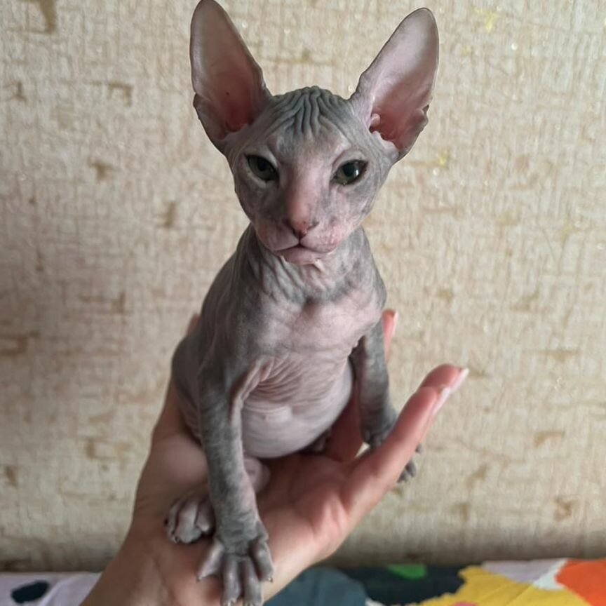 Донской сфинкс котята