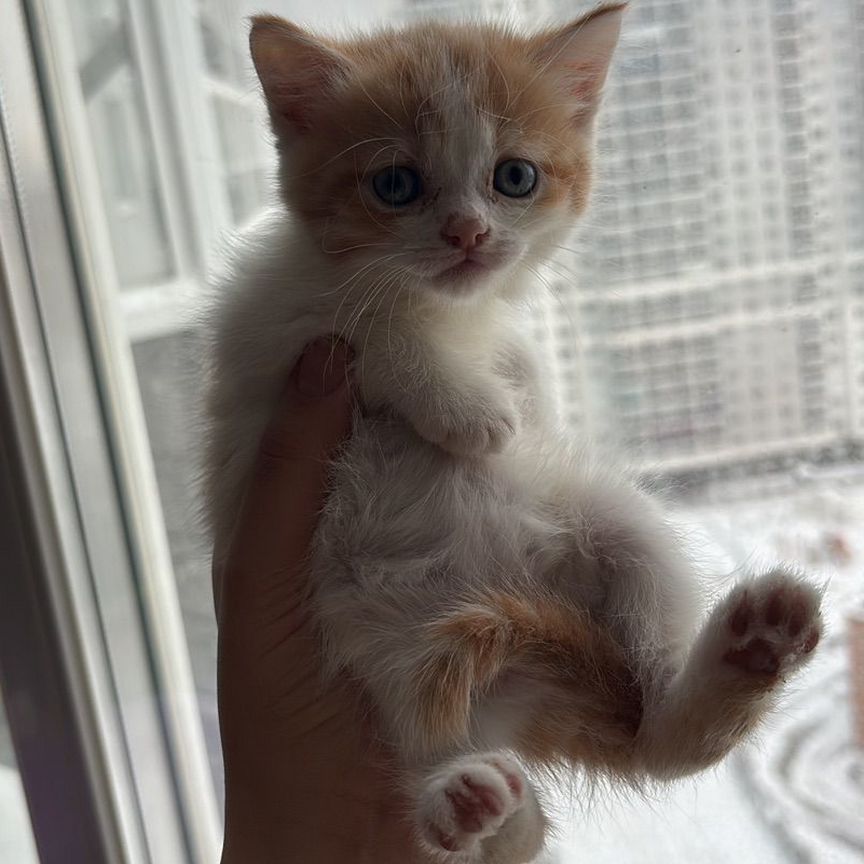 Персидский котёнок