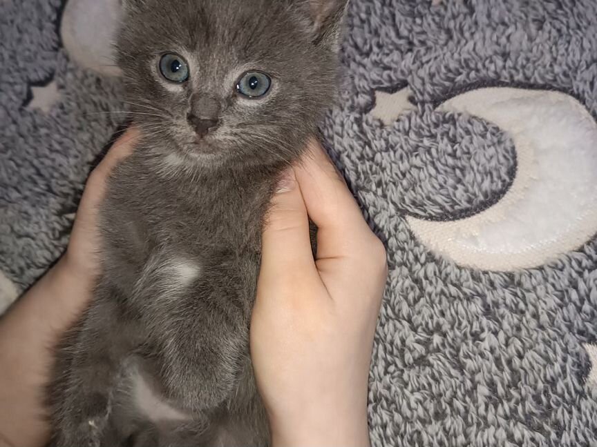 Котята в добрые руки бесплатно