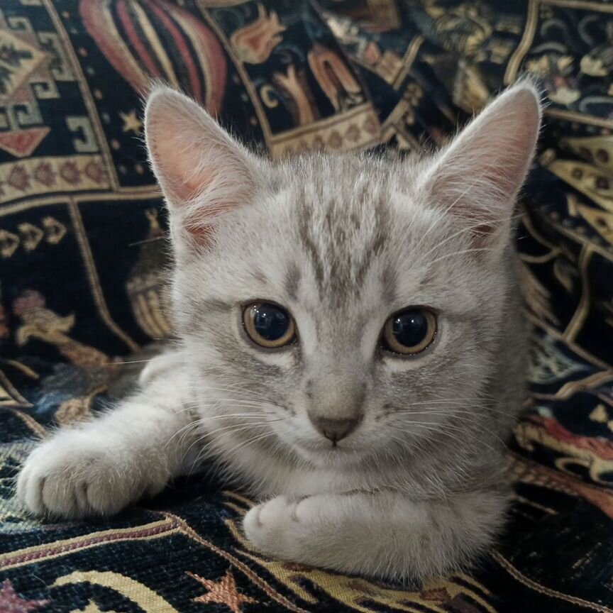 Котенок британец полукровка