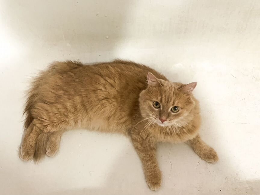 Кот в добрые руки