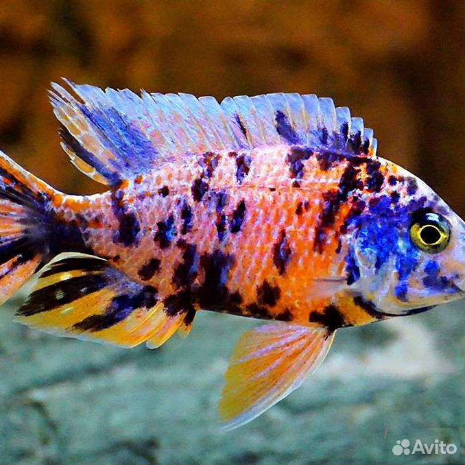 Аулонокара Мультиколор (арт 3034)