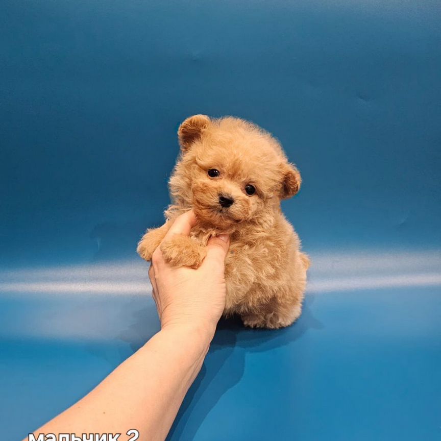Maltipoo F1 мини мальчик в типе тедди