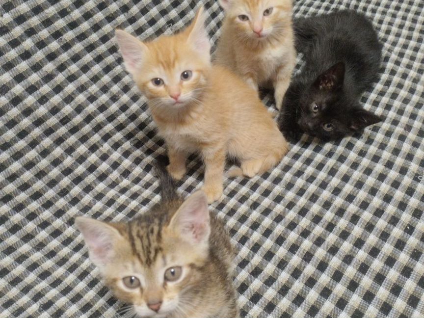 Котята,1,5 мес.в ответственные руки