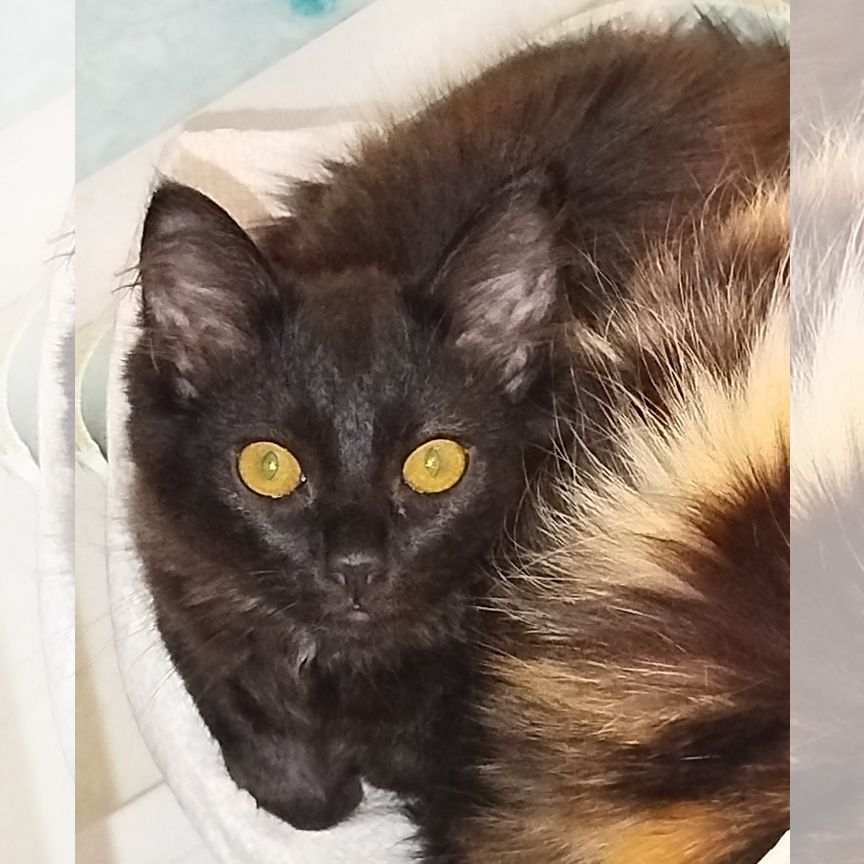 Котёнок в добрые руки