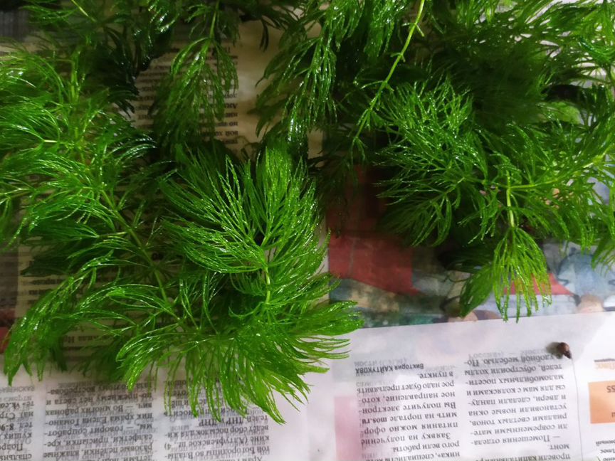 Эхинодорус, роголистник,элодея