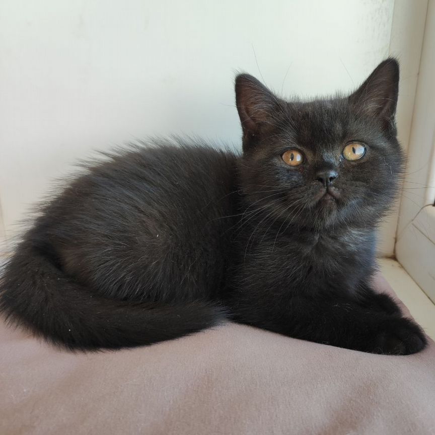 Британская кошечка с родословной