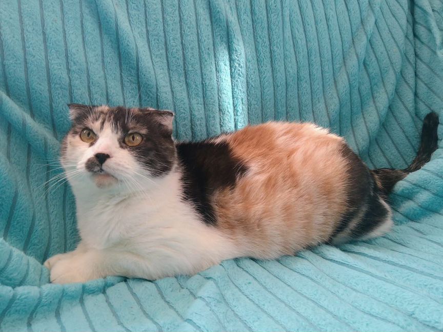 Кошечка в добрые руки