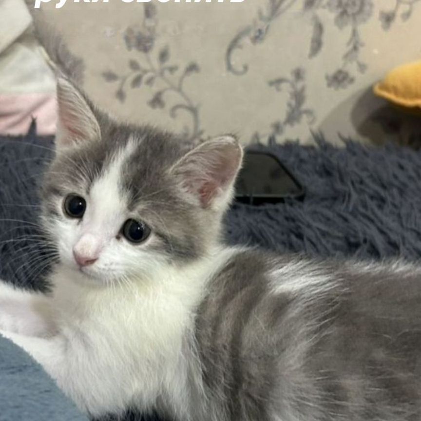 Котята в добрые руки мальчик 2,5 месецев