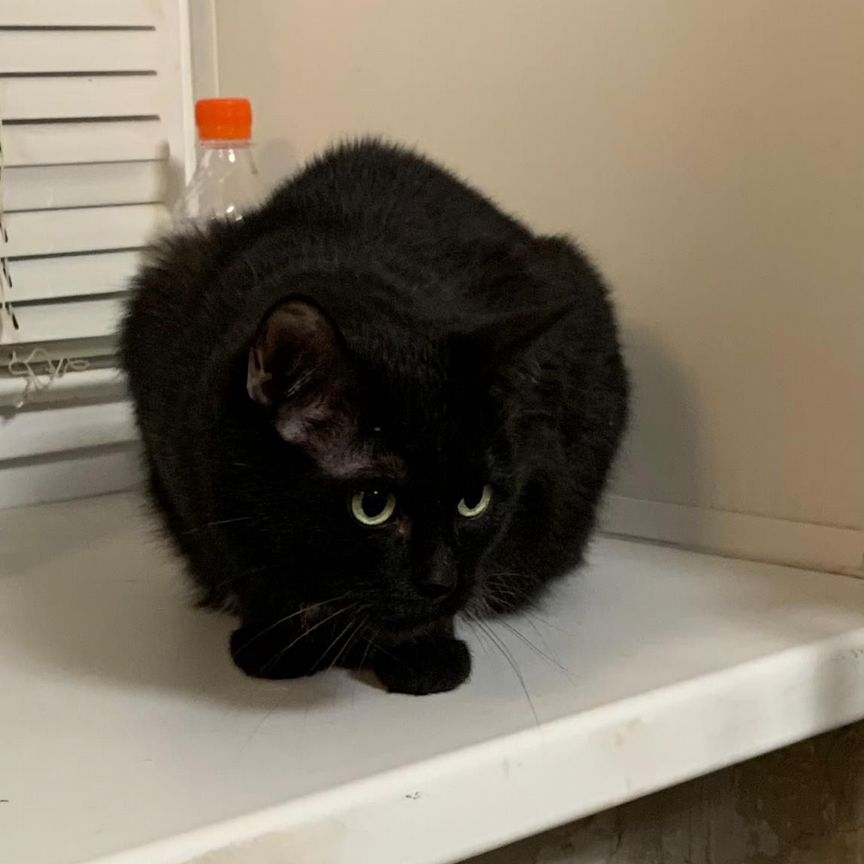 Черные кот и кошка