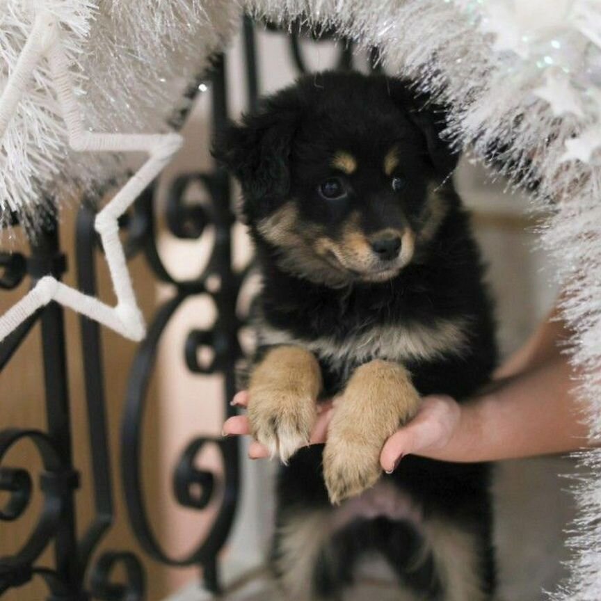 Щеночек девочка будет некрупная