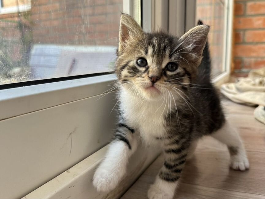 Котята в добрые руки даром бесплатно