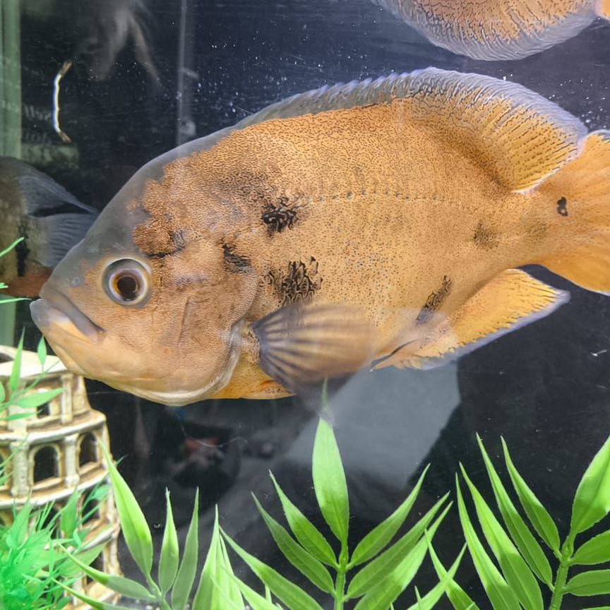 Астронотус