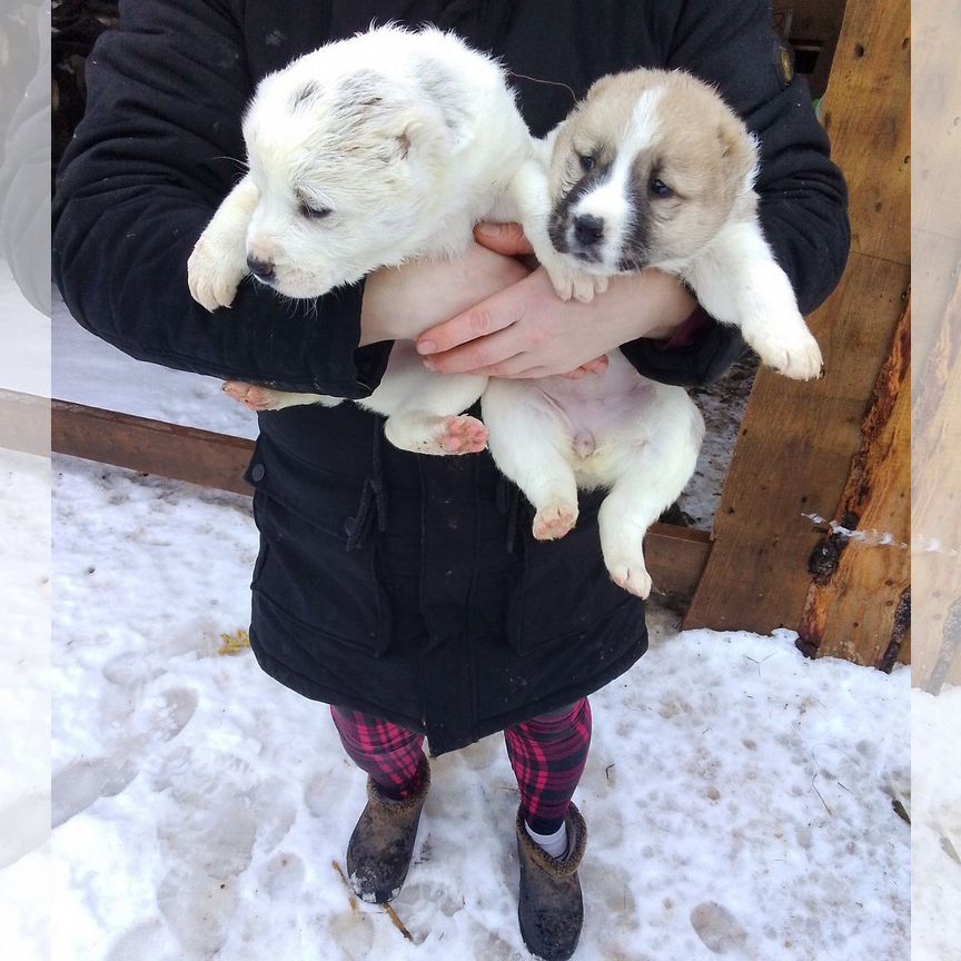 Щенки алабая