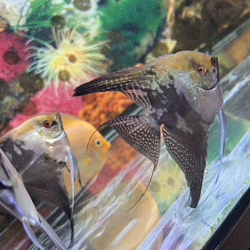 Скалярии пиной