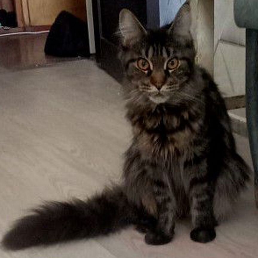 Отдам кота в добрые руки бесплатно Мэйкун
