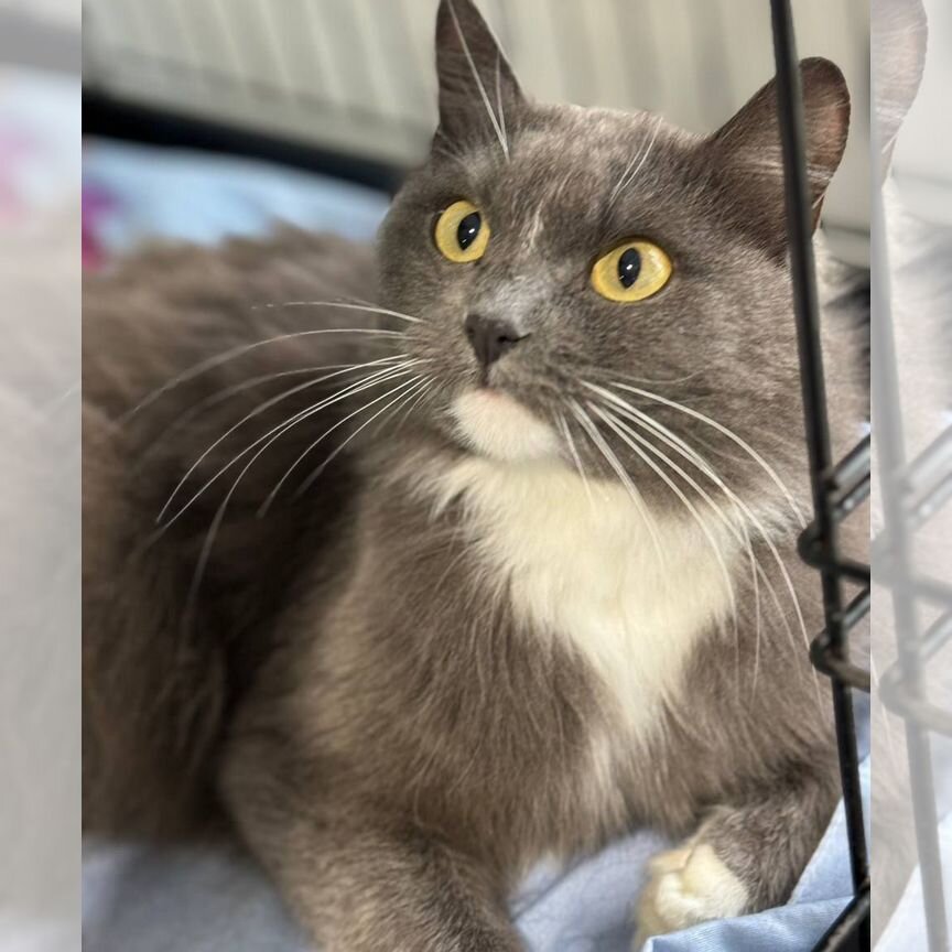 Взрослая кошка в добрые руки