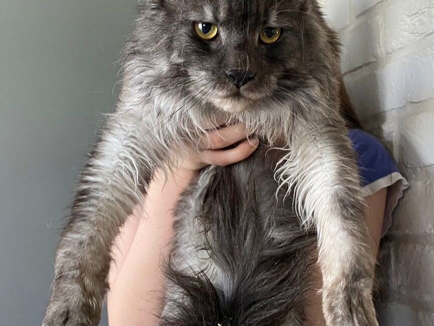 Мейн-кун черный дым