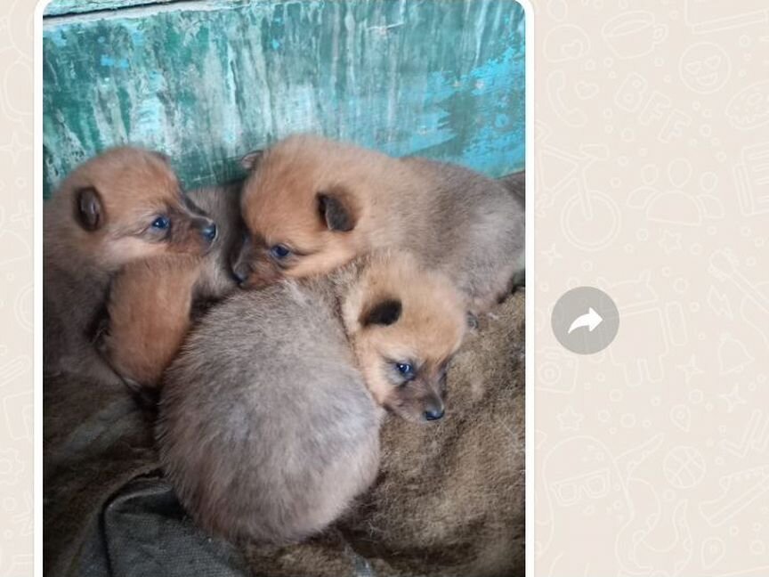 Продаются щенки карело-финской лайки