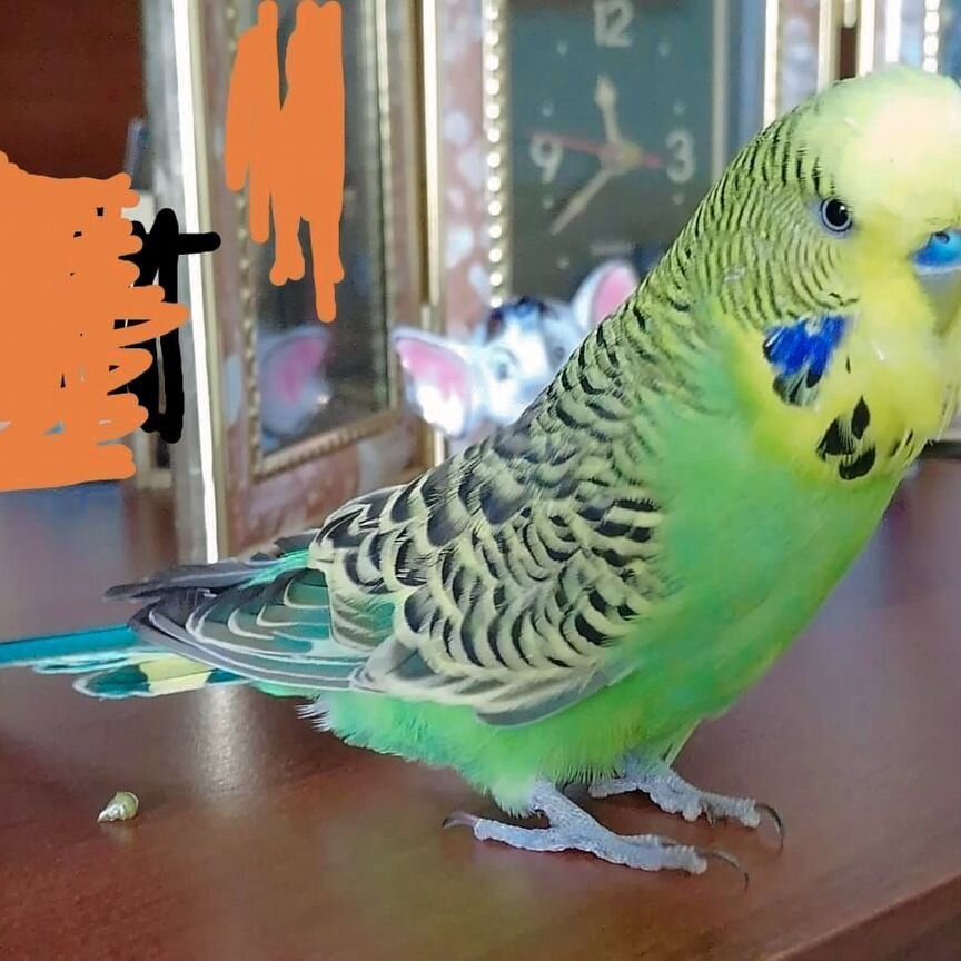 Попугай ввп, чех