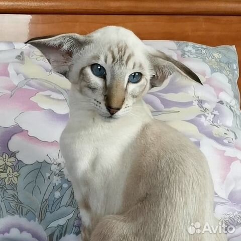 Котята OSH