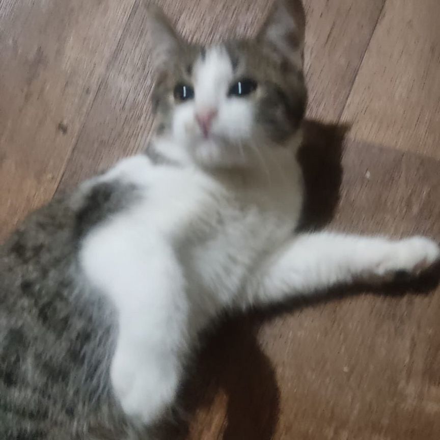 Ласковый ручной котенок