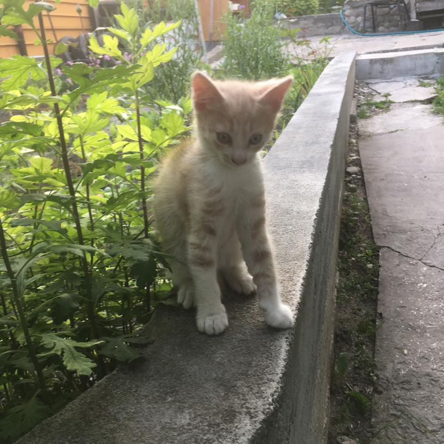 Рыжий котенок, мышелов