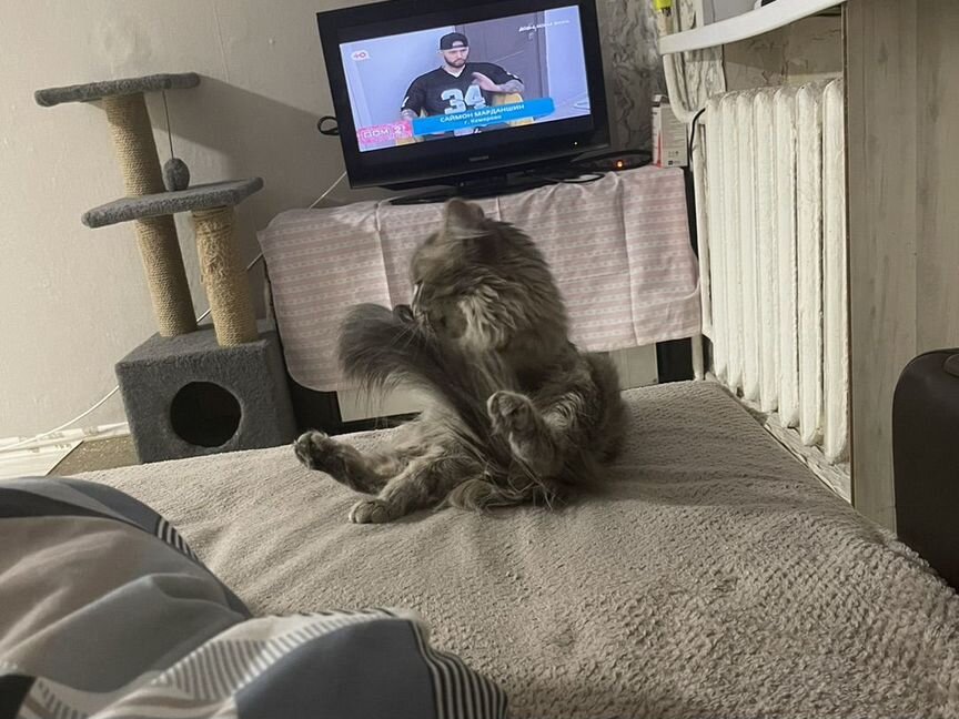 Ищем жениха