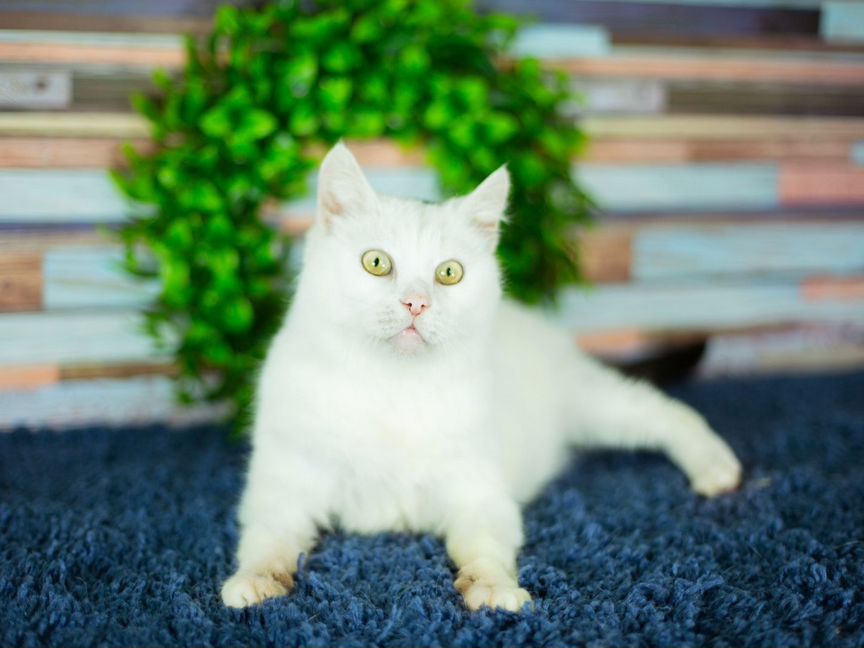 Кот Боря выживал с собакой в холодном гараже