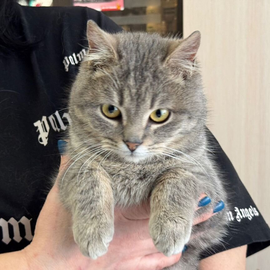 Котик 9 мес. в добрые руки