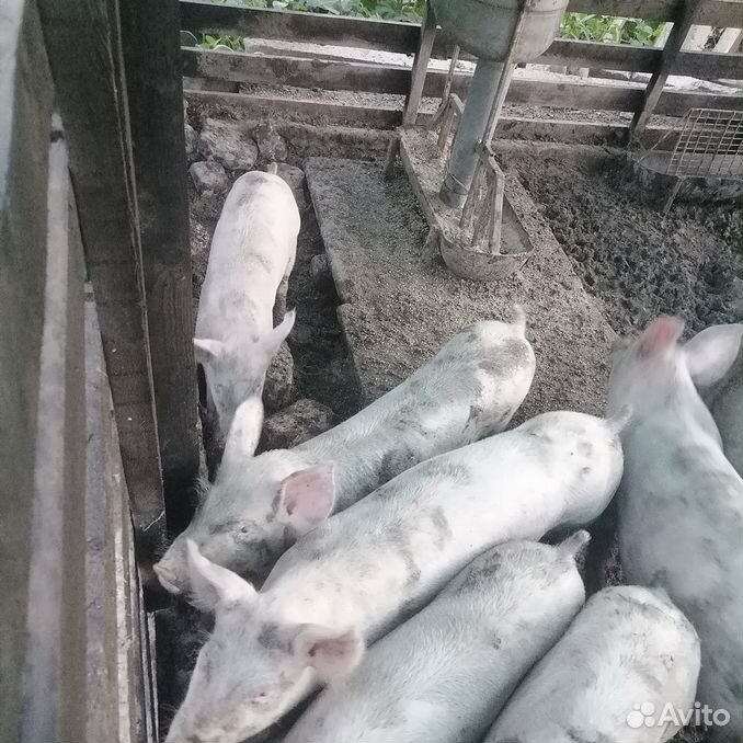 Продам поросят