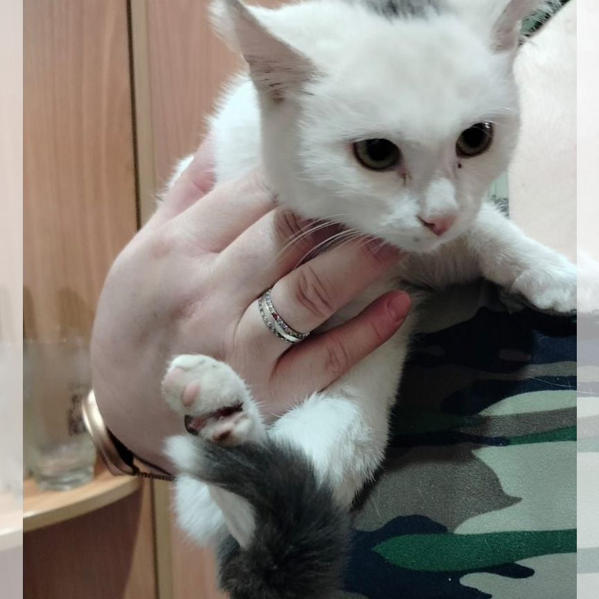 Отдам в добрые руки котенка