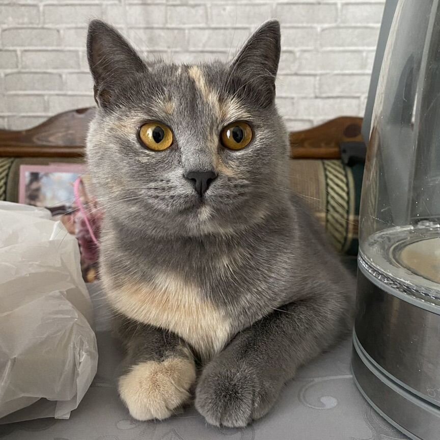 Британский длинношёрстный котёнок