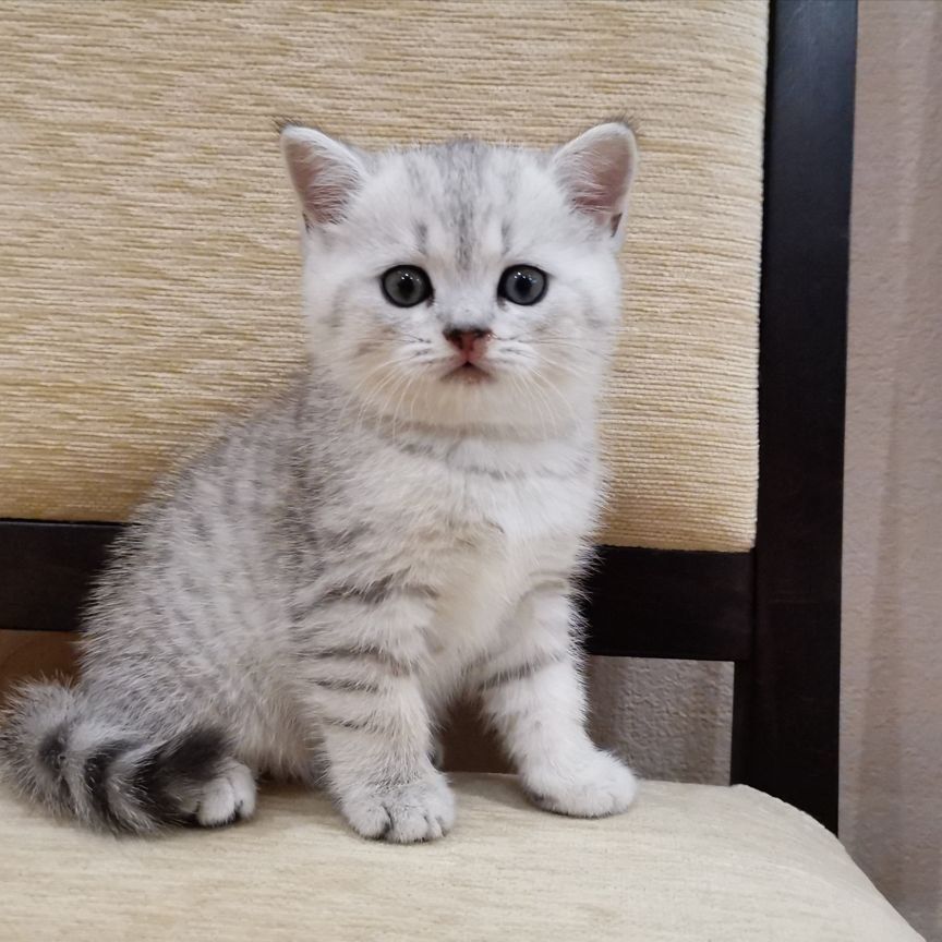 Продам котенка шотландца