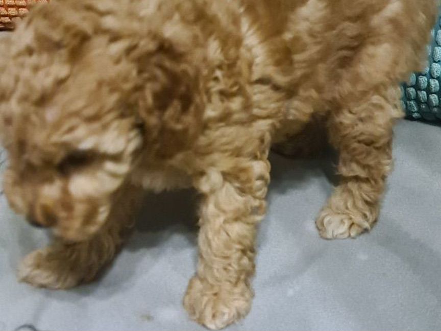 Щенок карликового пуделя