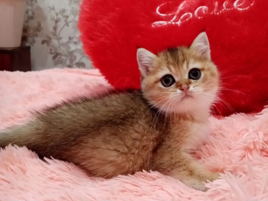 Шотландские золотые котята скоттиш страйт