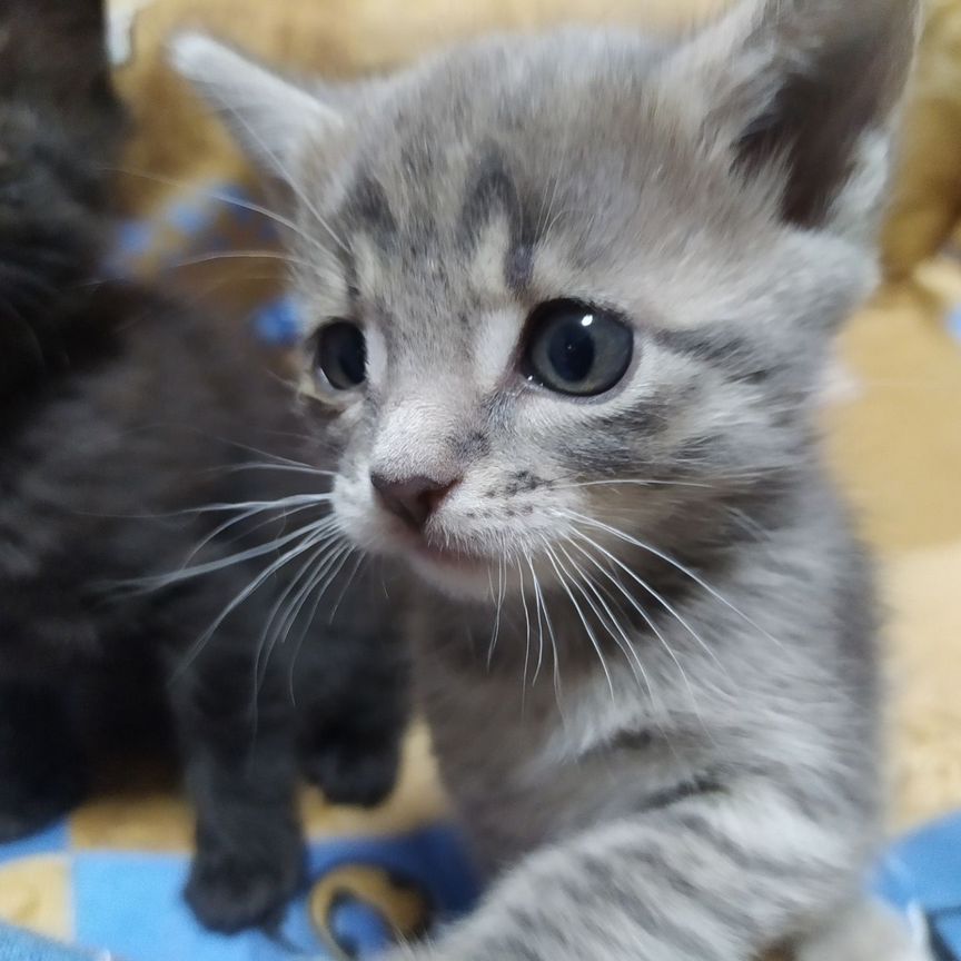 Котята Тайской кошки