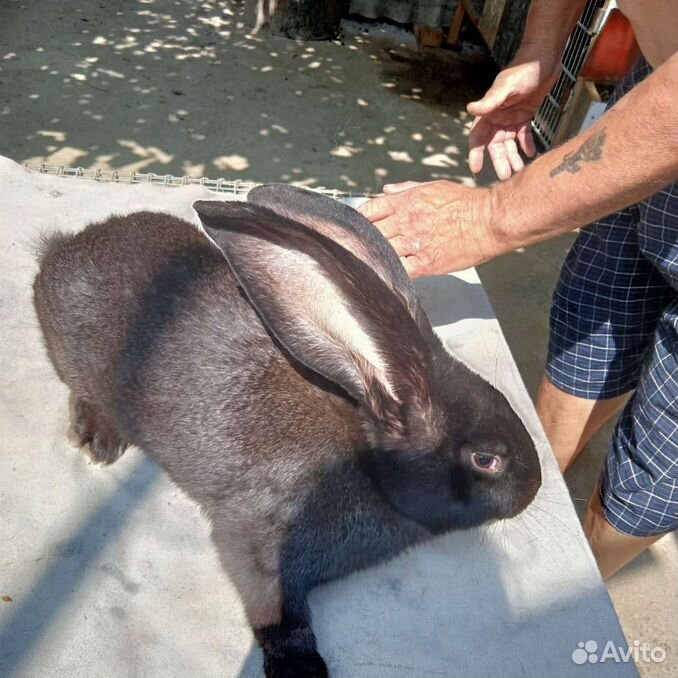 Кролики бельгийский великан