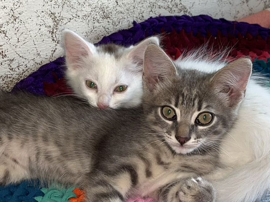 Котята