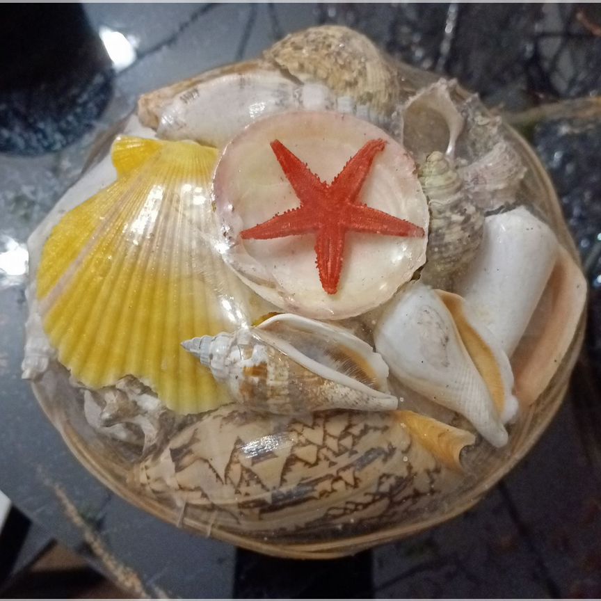 Морские ракушки раковины