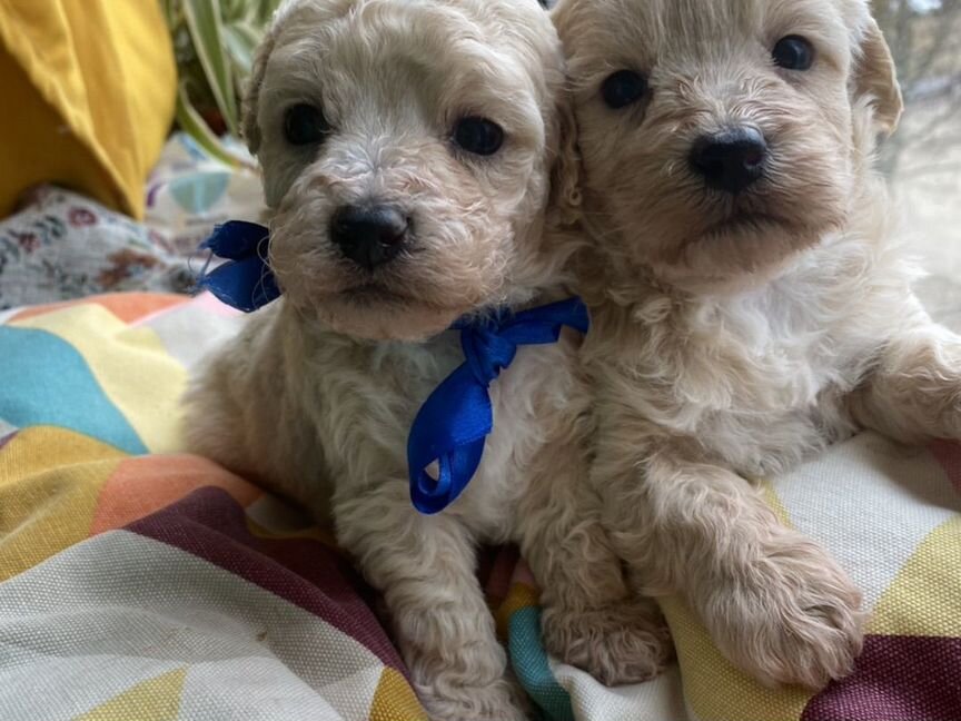 Щенки мальтипу f1 детки