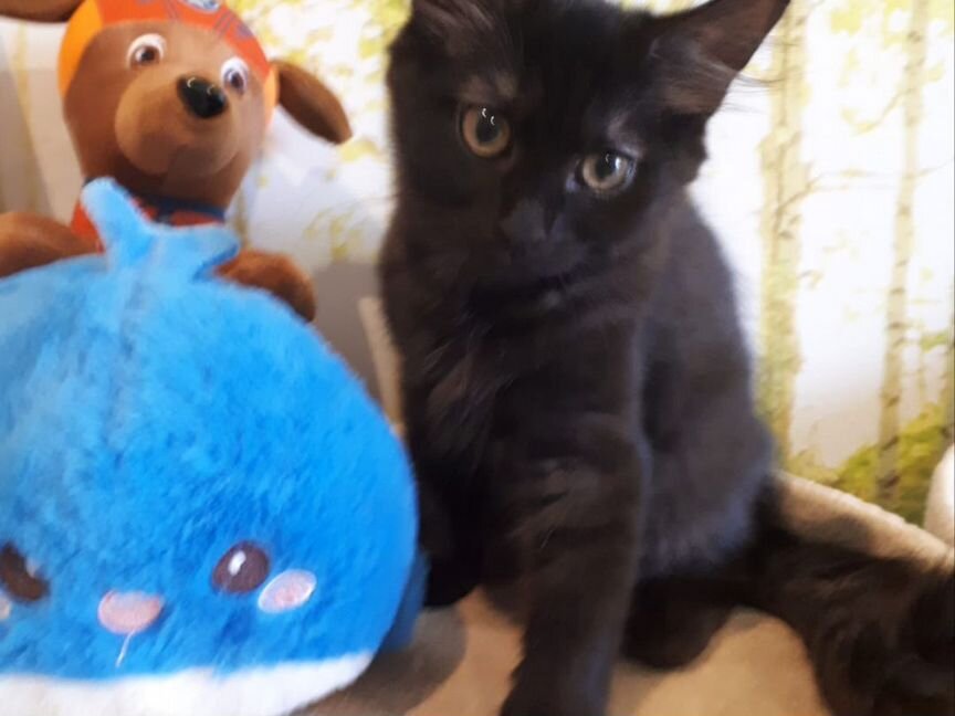 Черный котенок