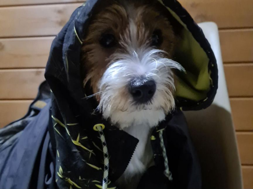 Вязка кобель Джек рассел терьер