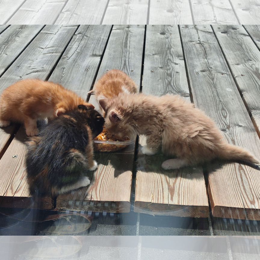 Котята в добрые руки бесплатно