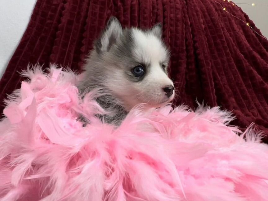 Черно-белая девочка Помски