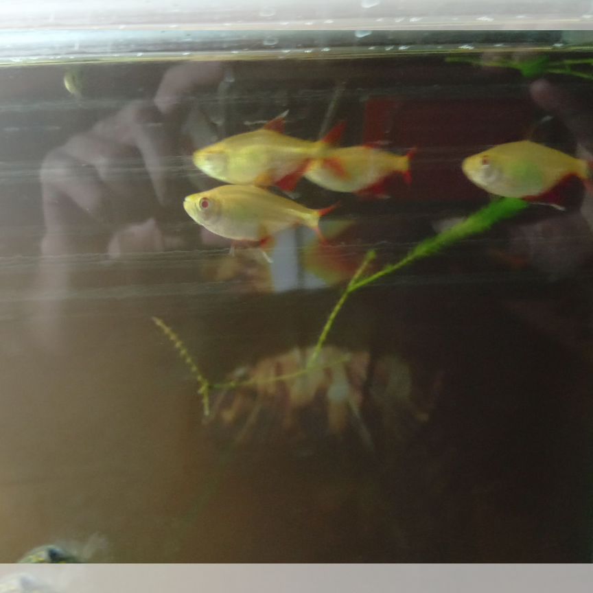 Тетрагоноптерус