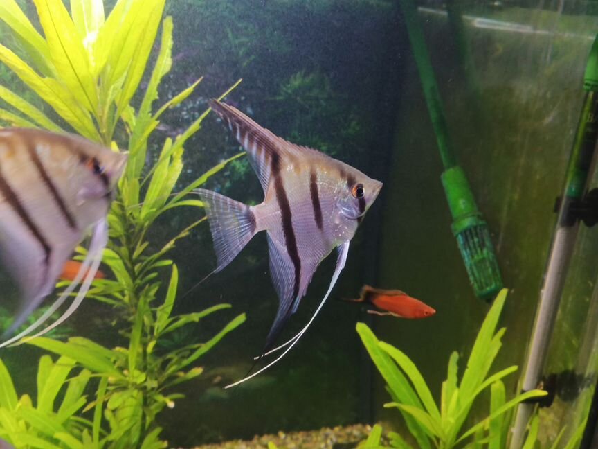 Скалярии манакапуру