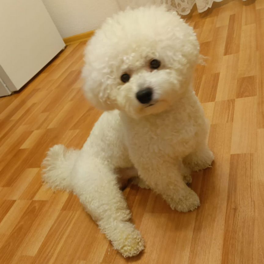 Бишон фризе, взрослый пёс