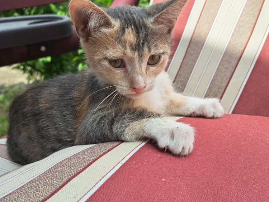Котята 2.5 месяца