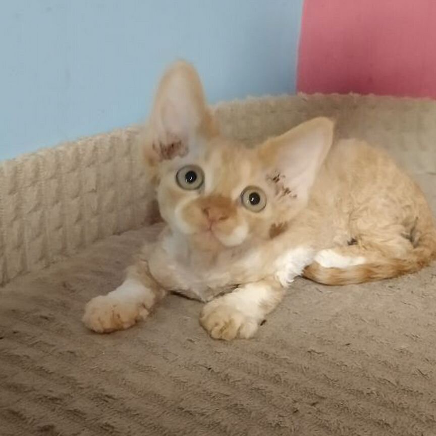 Девон-рекс котёнок